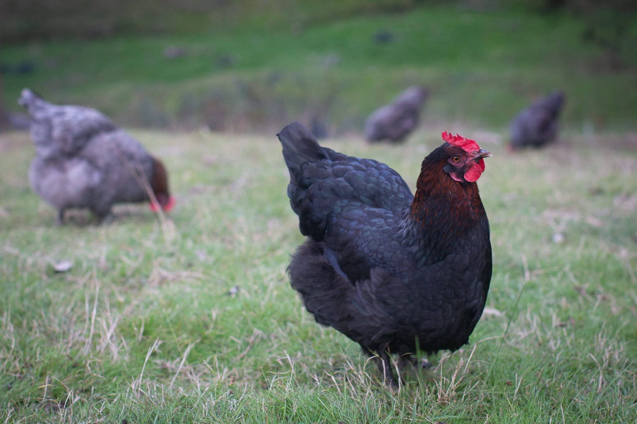 Our Breeds | Lay Me A Rainbow