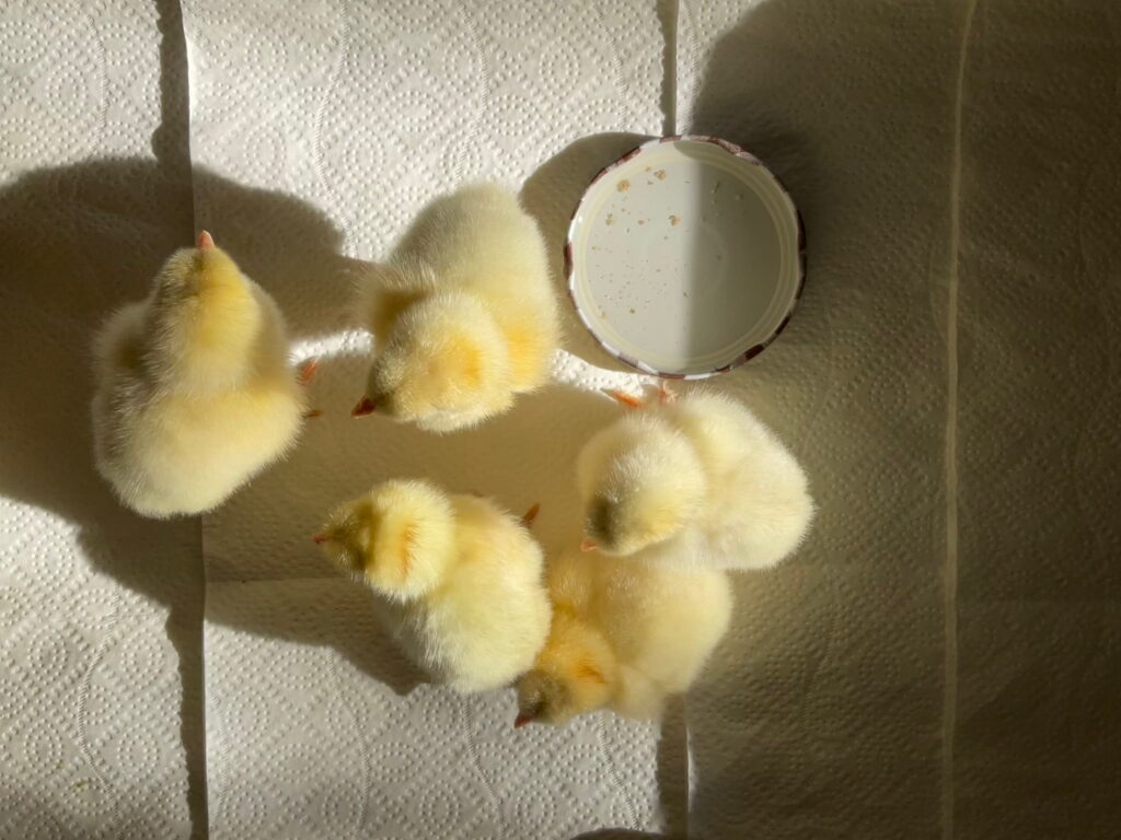 Our Breeds | Lay Me a Rainbow