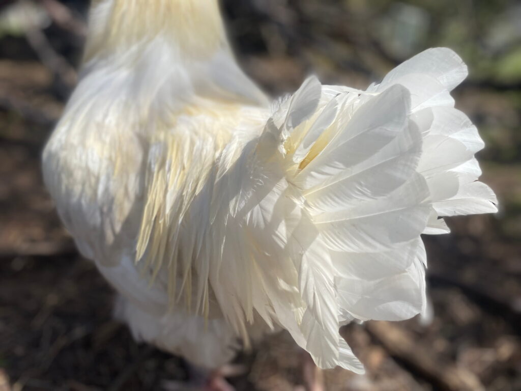 Our Breeds | Lay Me a Rainbow