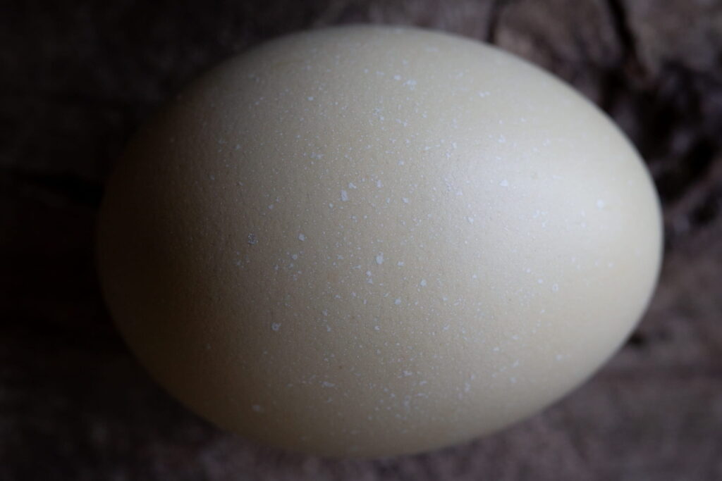 Our Breeds | Lay Me a Rainbow