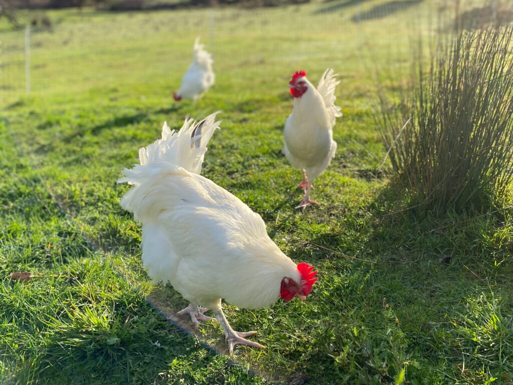 Our Breeds | Lay Me a Rainbow