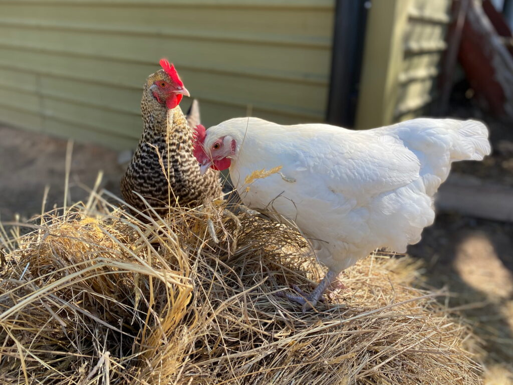 Our Breeds | Lay Me a Rainbow