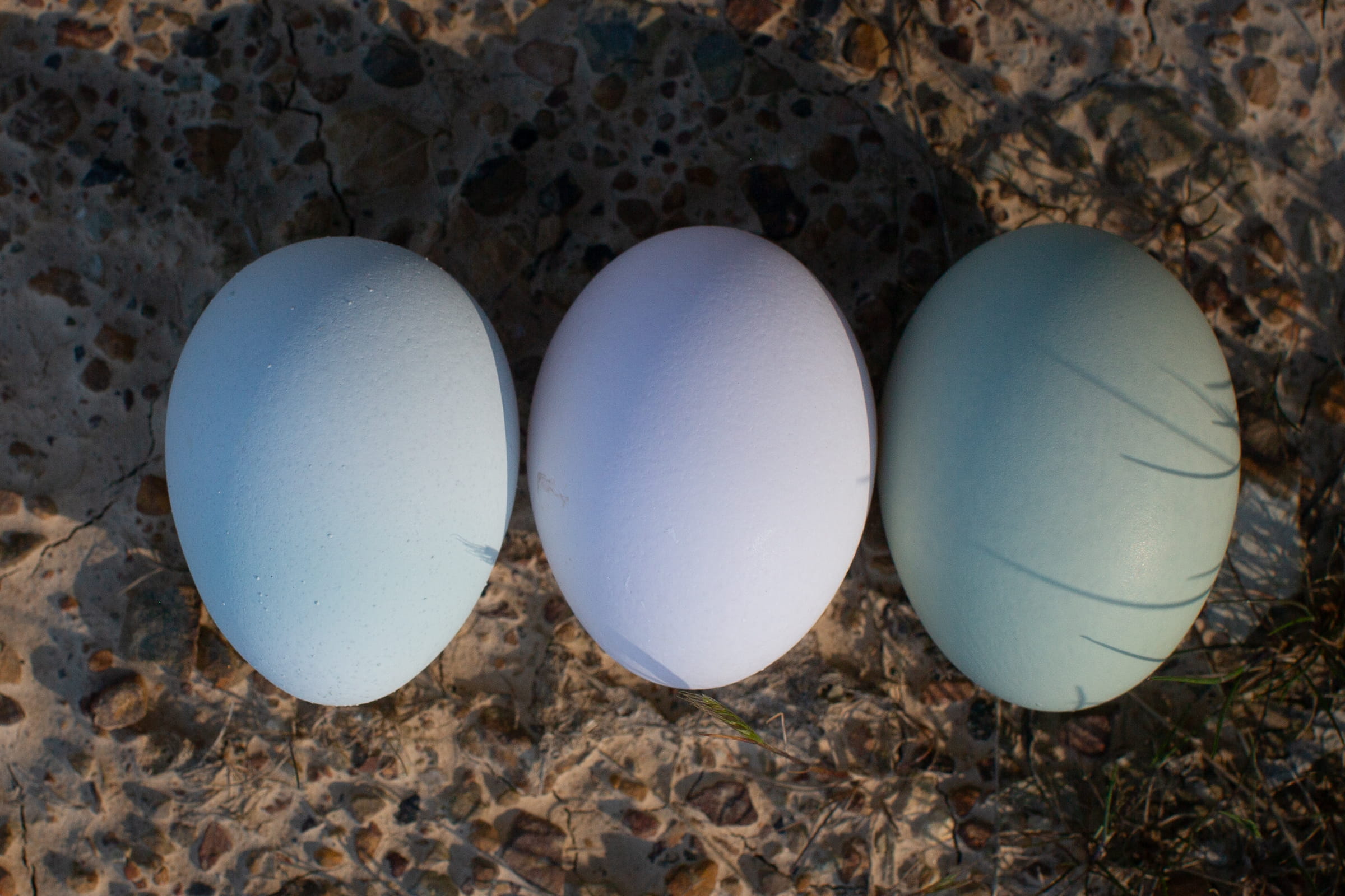 Our Eggs | Lay Me A Rainbow