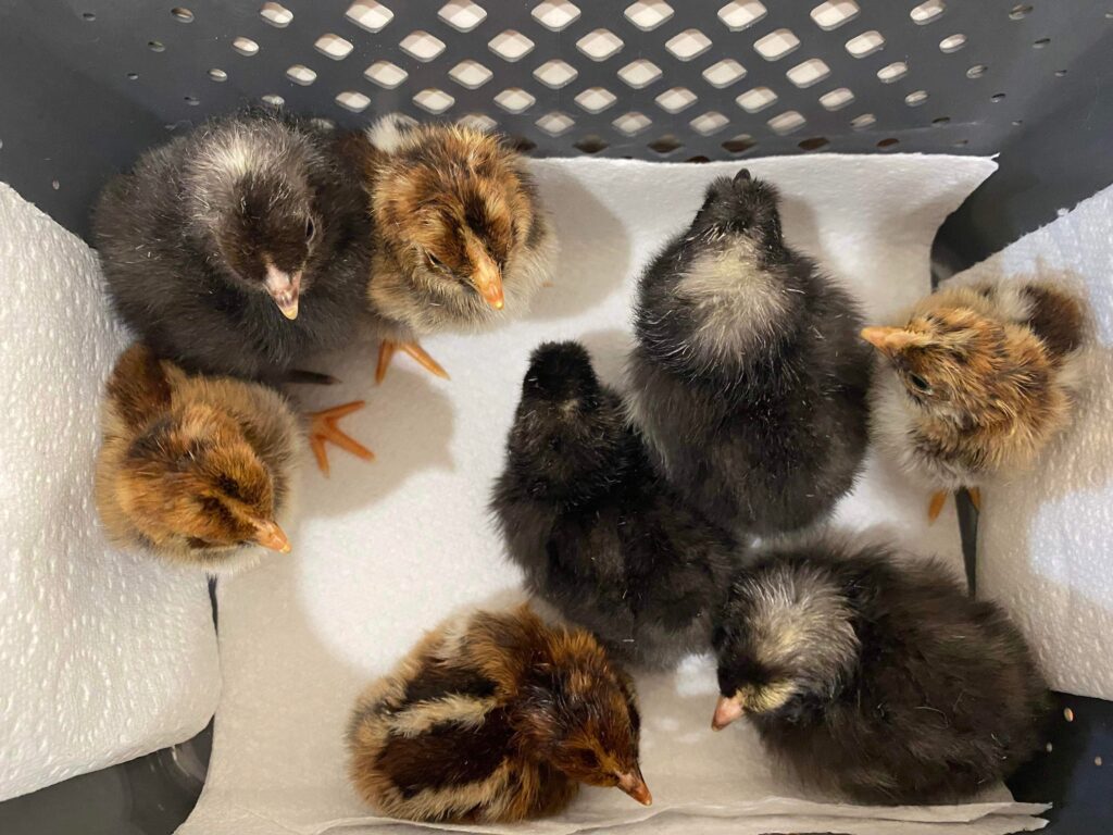 Welcome | Lay Me A Rainbow