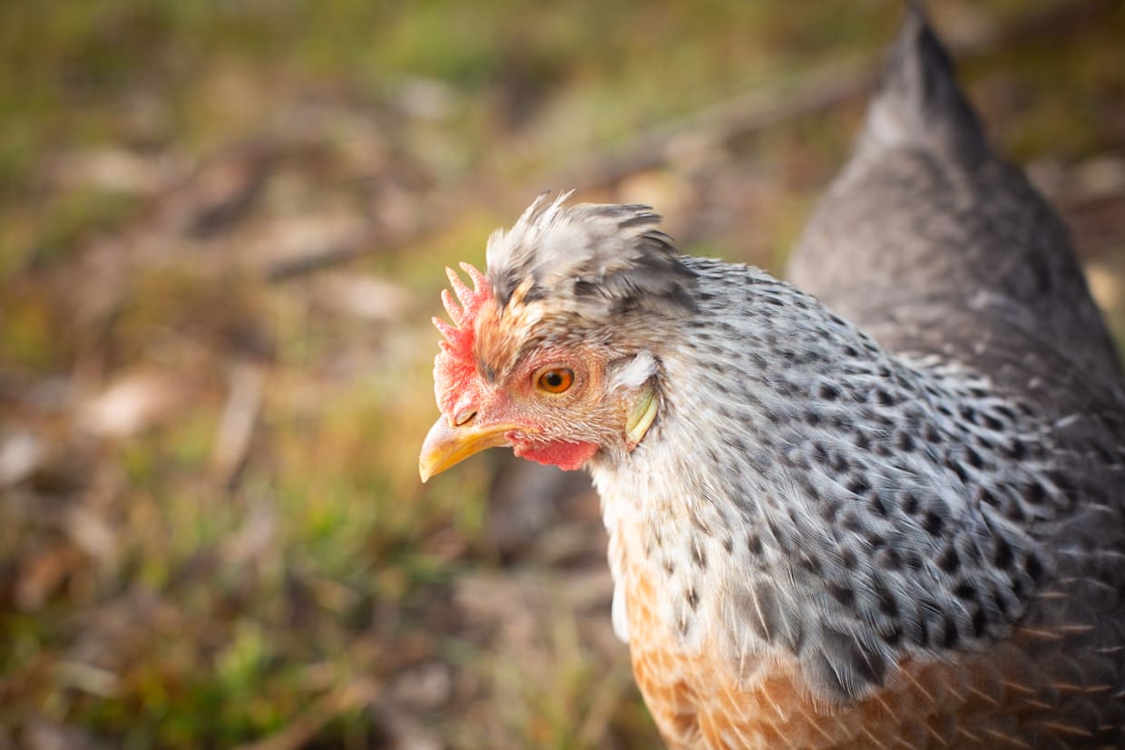 Cream Legbars | Lay Me A Rainbow