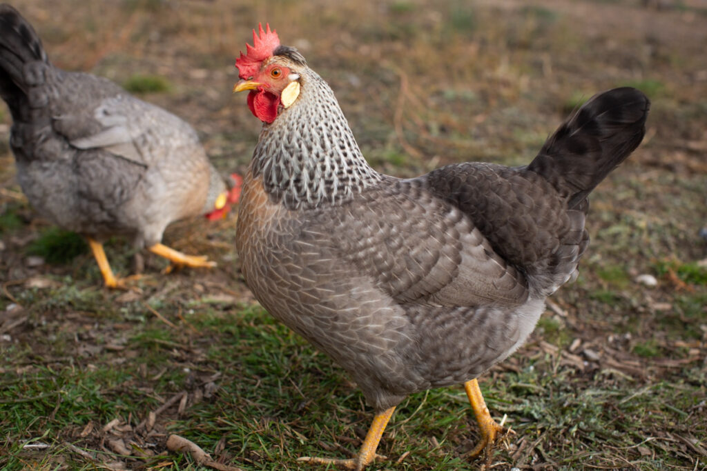 Cream Legbars | Lay Me A Rainbow