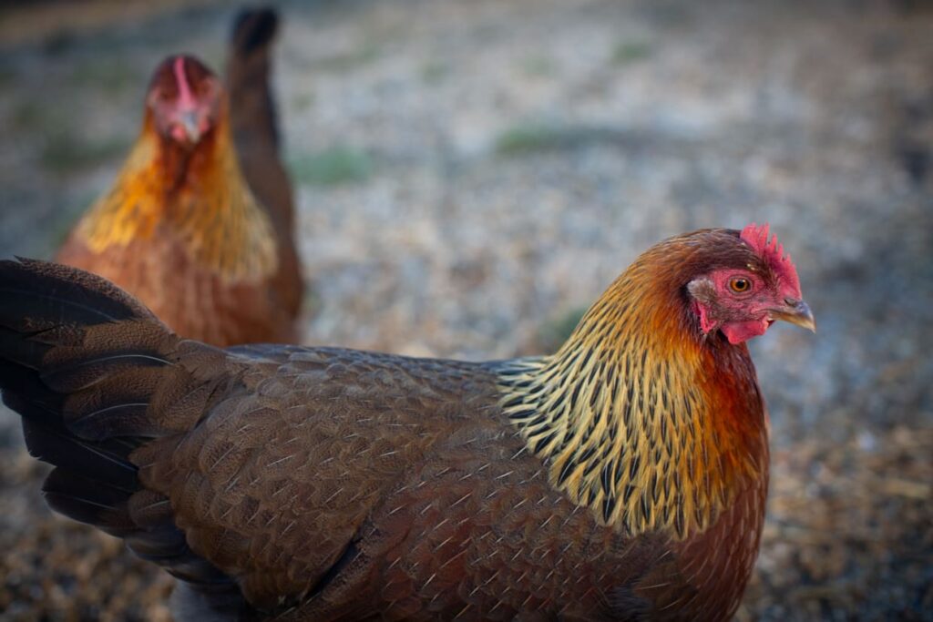 Welsummers | Lay Me A Rainbow