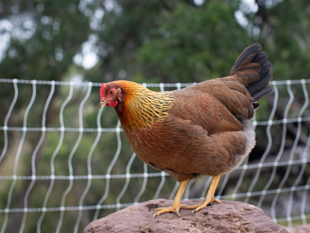 Welsummers | Lay Me A Rainbow