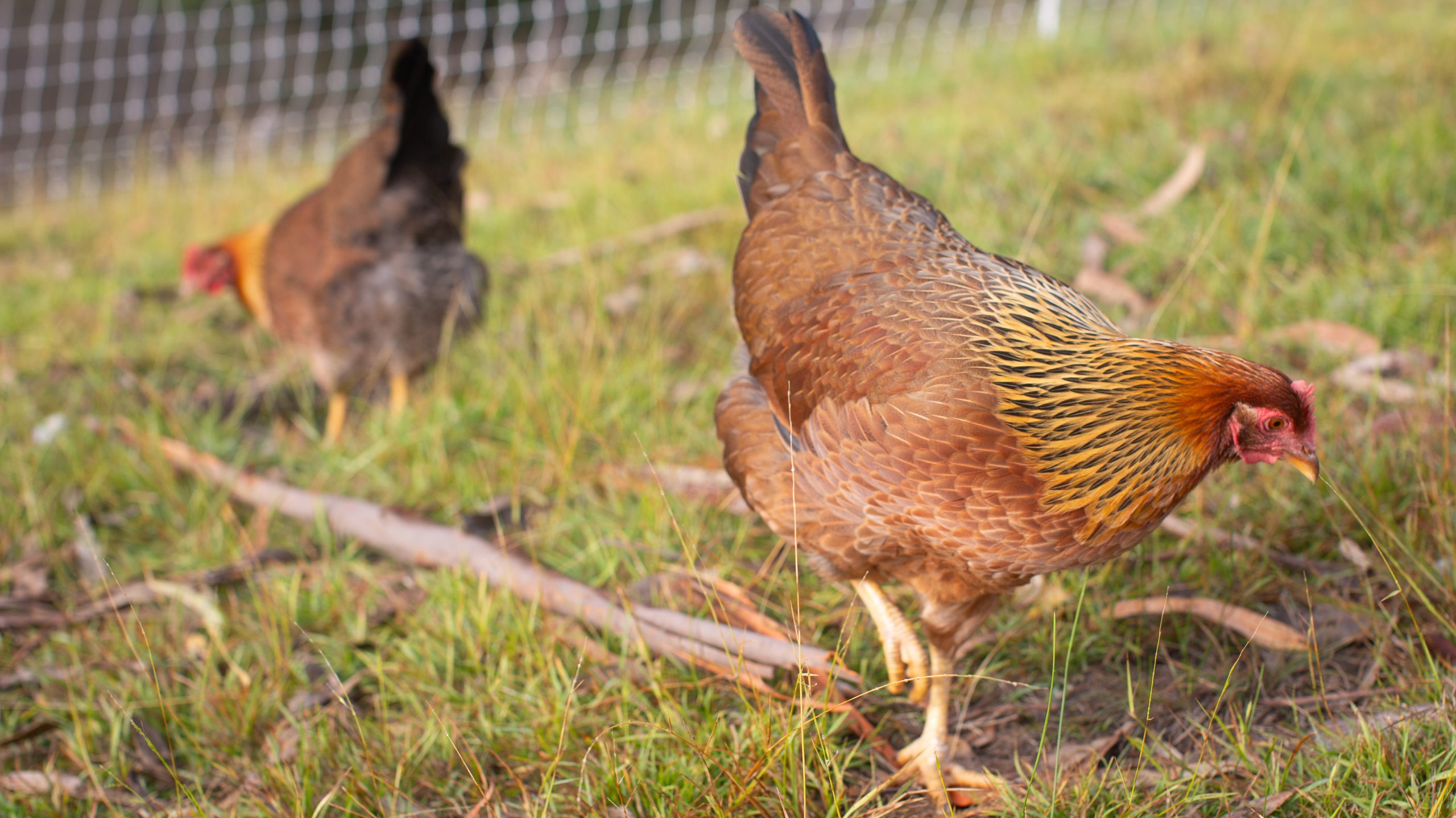 Welsummers | Lay Me A Rainbow